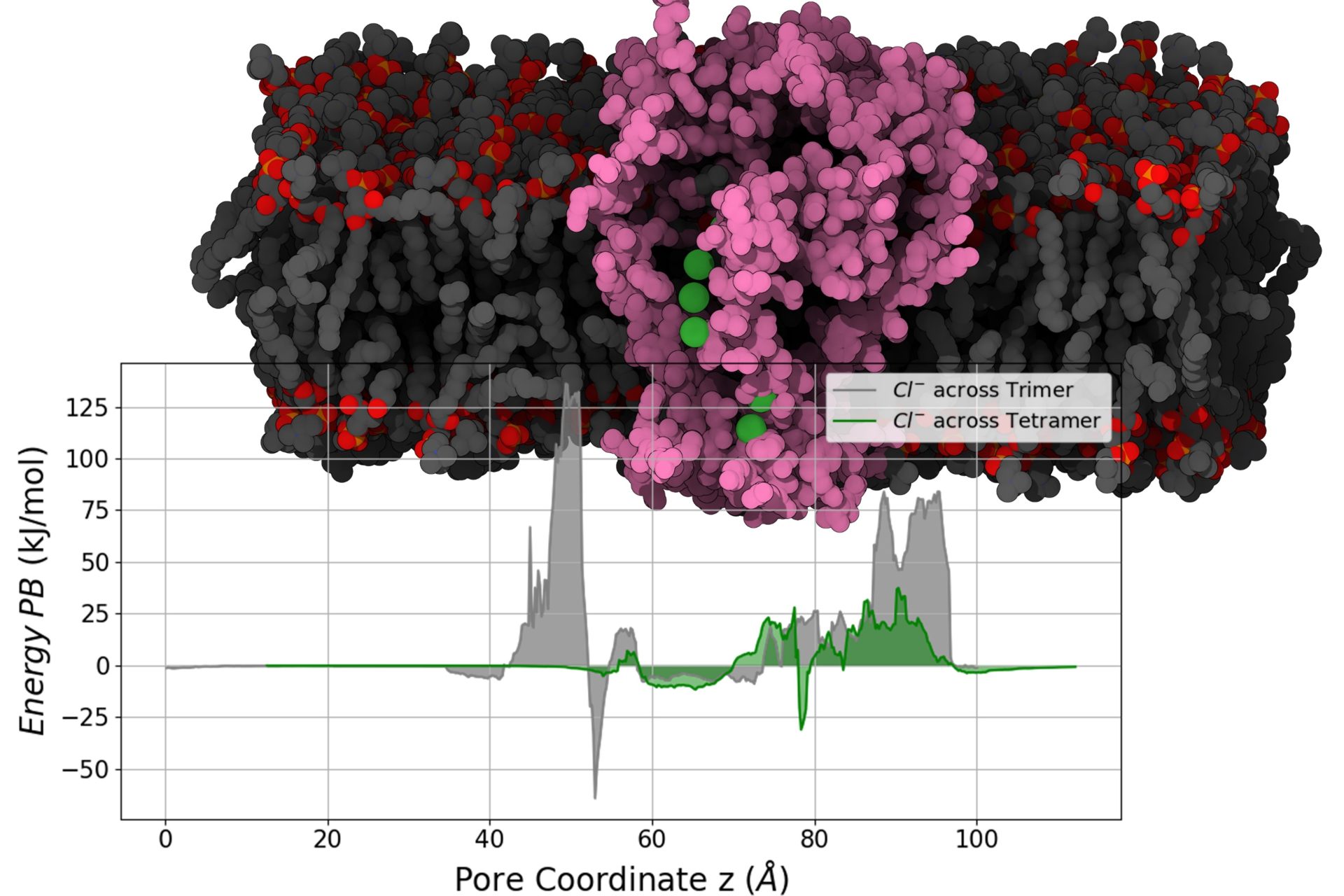 Exploring the structural and functional dynamics of trimeric and ...
